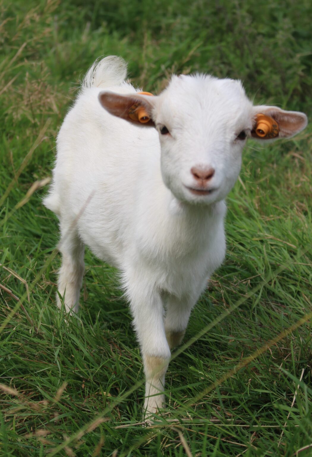 La chèvre miniature - Tiny Fairy House