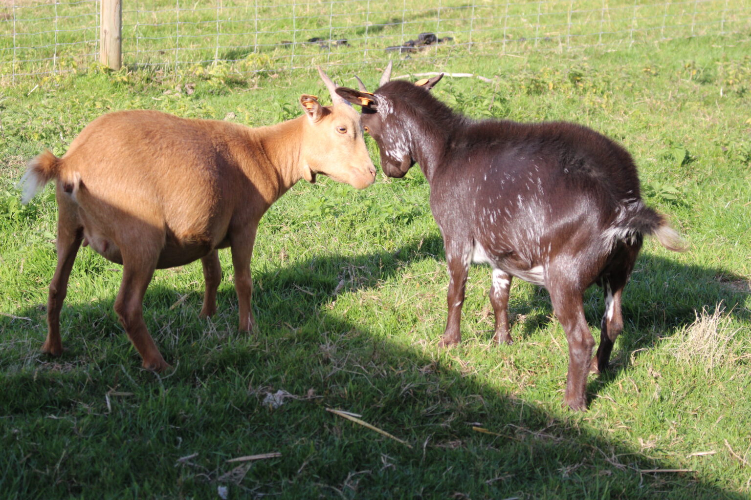 La chèvre miniature - Tiny Fairy House